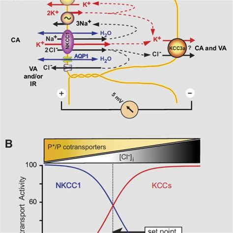 Na K 2cl Cotransporter 1 Nkcc1 Immunolocalization In Mouse Choroid
