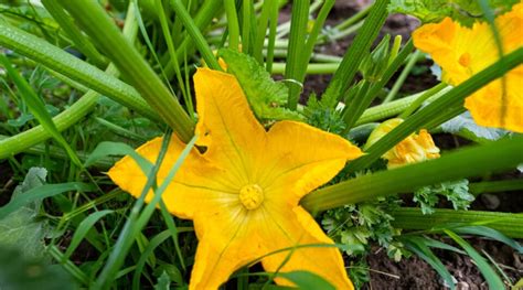 How To Hand Pollinate Squash