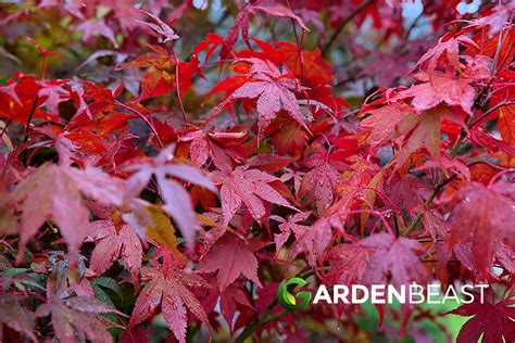 Bloodgood Japanese Maple Tree Guide How To Care For Acer Palmatum