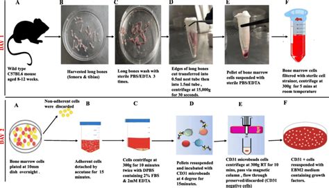 Step By Step Process Of Isolating Bone Marrow Endothelial Cells Day 1