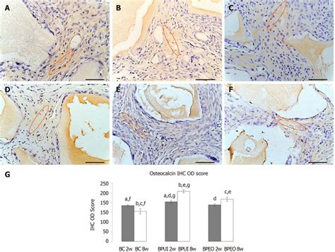 Immunoexpression Of Osteocalcin In Representative Sections Of Ectopic Download Scientific