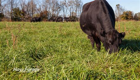 Mixing Tall Fescue Varieties Shows Benefits Hay And Forage Magazine