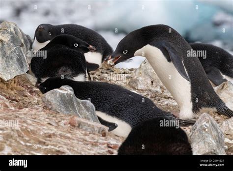Antarctica Vega Island Aka Devil Island Nesting Colony Of Adelie
