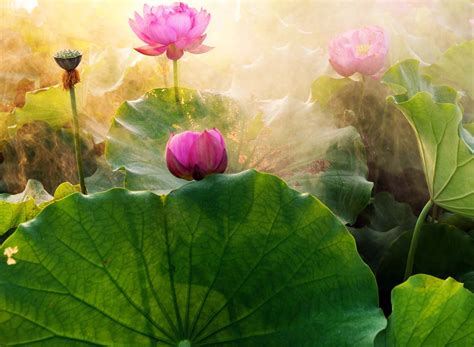 Is Everything Predestined The 5 Elements To Conquer Yours