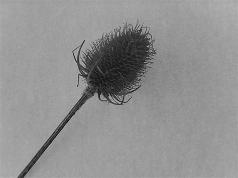 A Plant Outline Grass Plant Photo Background And Picture For Free Download Pngtree