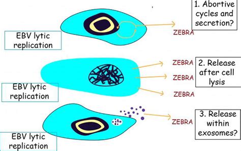 The Role Of The Epstein Barr Virus Lytic Cycle In Tumor Progression