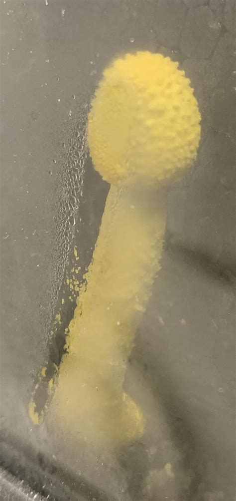 Something Grew In My Frog Cage Rfrog