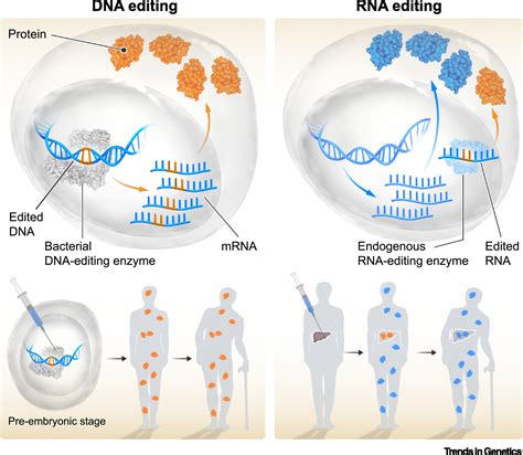 Dna Vs Rna Editing At Kiara Vaux Blog