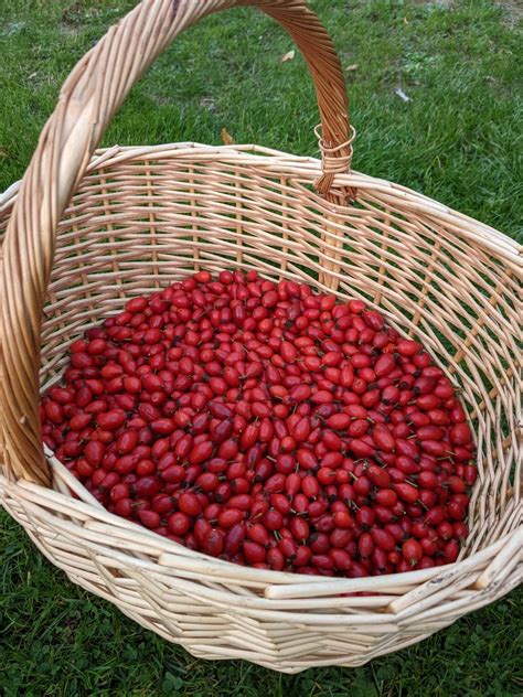 Wild Crowberry A Foragers Guide