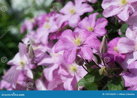 Clematis Comtesse De Bouchard Royalty Free Stock Image 191400394