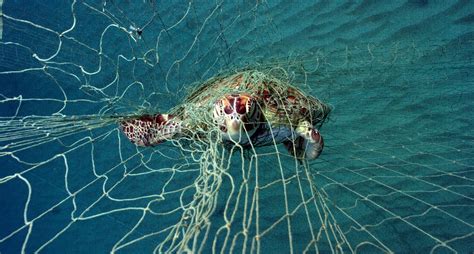Fishing Nets With Lights Safeguard Sea Turtles Study Shows Mirage News
