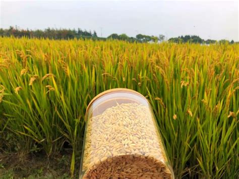 稻穗用什么量词一什么谷穗填空一稻穗填量词是什么第7页大山谷图库