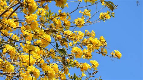 Tropical Tabebuia Trees And Their Uses A Complete Guide To Species