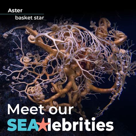 Basket Star Seattle Aquarium