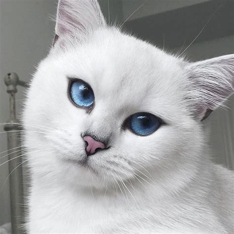 White Cat With Blue Eyes
