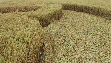 Crop Circle At Standdaarbuiten 3 Holland Reported 8th July 2014