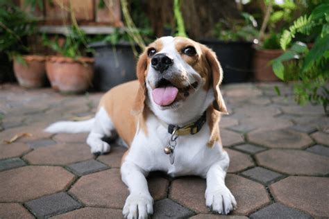 11 Ultimate Playful Dog Breeds That Will Keep You Laughing Daily