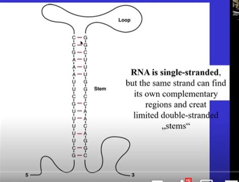 61 Structure And Function Of Individual Types Of Rna Karteikarten Quizlet