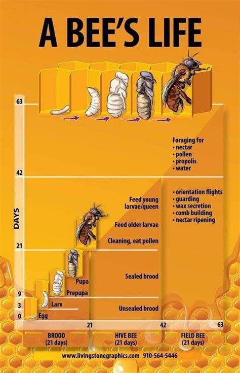 Infographic Health Benefit Of Bee Products Secrets Of The Bees