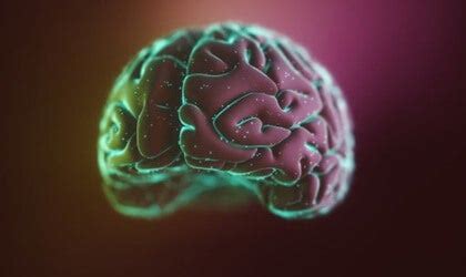 The Neocortex Its Structure And Functions Exploring Your Mind