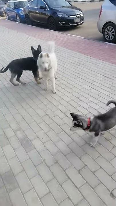 اتعرفنا عل ايكو كلب وايت هاسكي شوفو رد فعل سمبا وكوفو Youtube