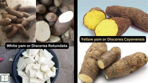 Mahcap Types Uses And Benefits Of Yam
