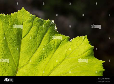 Vibrant Green Macro Leaf Structure Organic Pattern Background Close