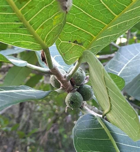 How To Grow Ficus Aurea Earthone