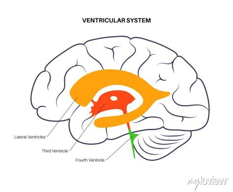 Ventricular System Anatomy Posters For The Wall • Posters Anatomical