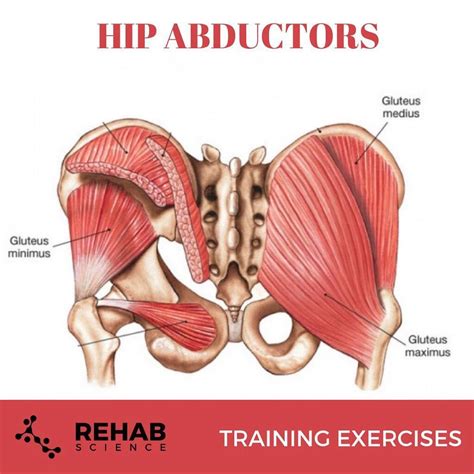 Dr Tom Walters Dpt Ocs On Instagram 💥𝐇𝐢𝐩 𝐀𝐛𝐝𝐮𝐜𝐭𝐨𝐫𝐬💥 👣