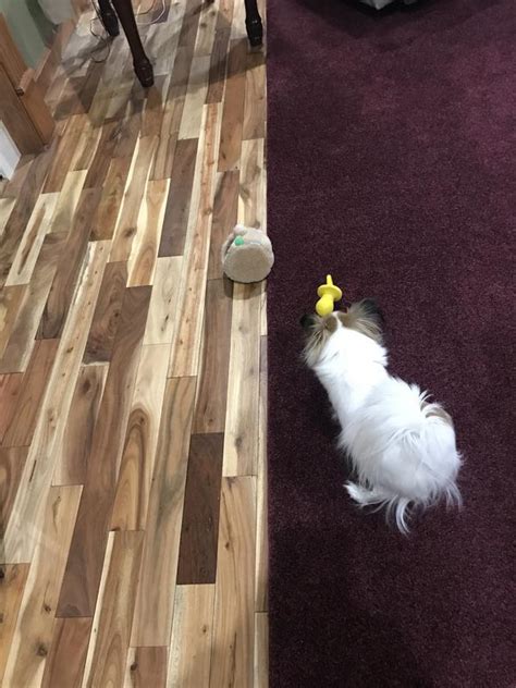 Ethical Pet Pacifier Squeaky Puppy Chew Toy Color Varies 4 In