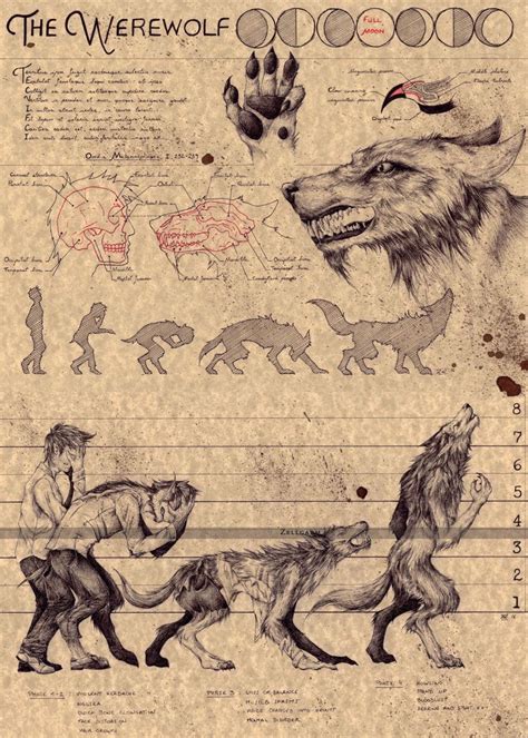 Werewolf Size Chart Werewolf Transformation Sequence Werewolf