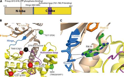 Vps34 Complexes From A Structural Perspective Pmc