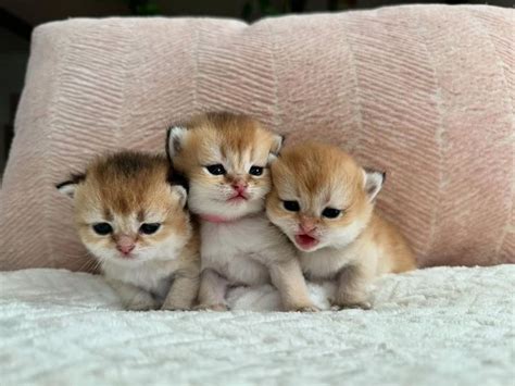 Meet 30 Irresistibly Cute Kittens From Popular Breeds