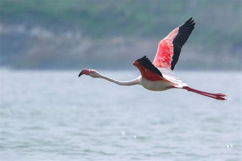 Greater Flamingo Migration Route