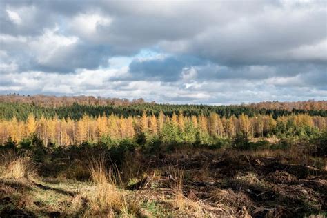 Hike In The Heart Of The Saint Hubert Forest