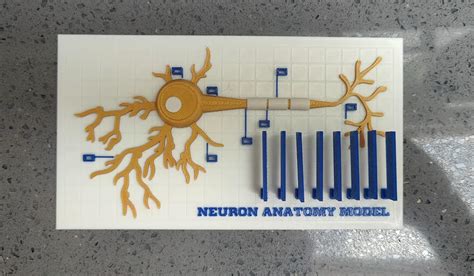 Interactive Neuron Anatomy Model Free 3d Print Model Makerworld