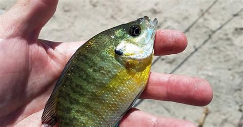 Trophy Bluegill Album On Imgur
