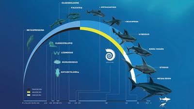 Evolution Of Sharks Timeline