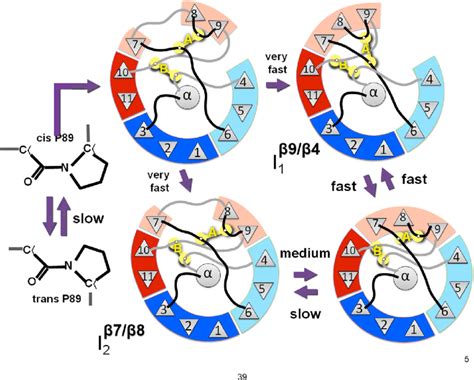 Proposed Barrel Closing Intermediates The Fast Phase Intermediate I 1 Download Scientific