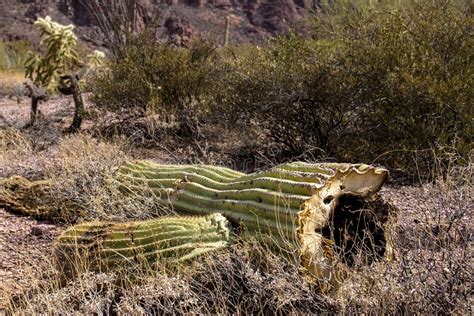 Dead Giant Saguaro Cactus Has Rotted And Fallen In Organ Pipe Cactus