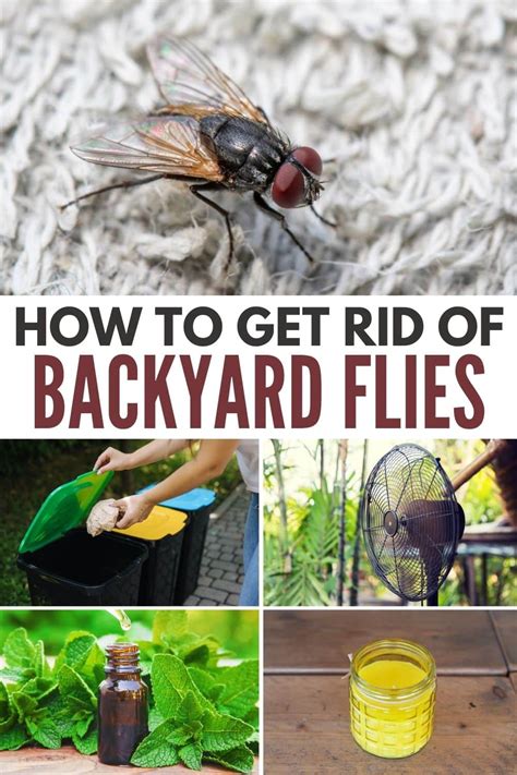 How To Remove Housefly