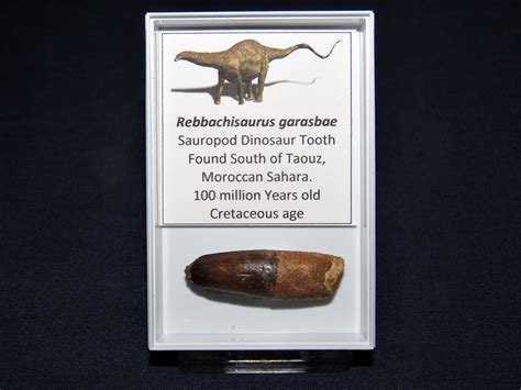 Rebbachisaurus Tooth Re73