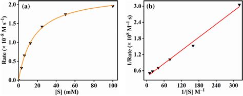 a the plot of the rate vs substrate concentration michaelis menten