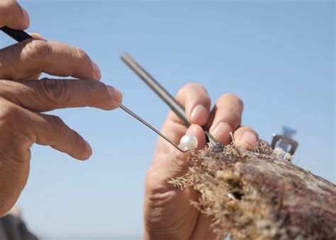 Cygnet Bay Pearl Farm Pearls Of Australia