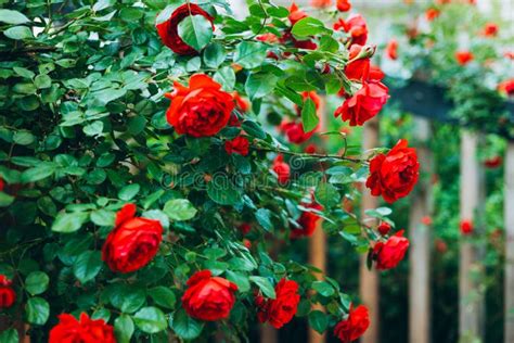 Beautiful Fresh Roses In Nature Natural Background Large