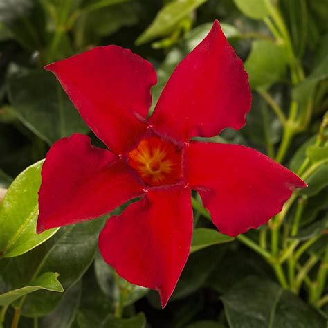 Monrovia Compact Spicy Jatropha Flowering Shrub In 28 Gallon Pot With