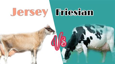 Differences Between Holsteins And Jerseys At Kimberly Knox Blog
