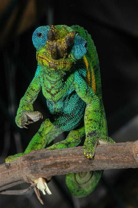 La Selva Impenetrable De Bwindi Exo Terra Es