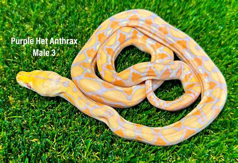 Purple Het Anthrax Reticulated Python By Wildfire Retics Morphmarket